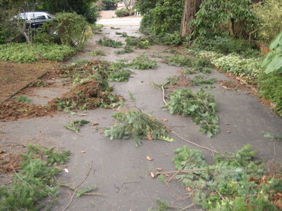 Princeton Homes Storm Debris Collection - SBJ