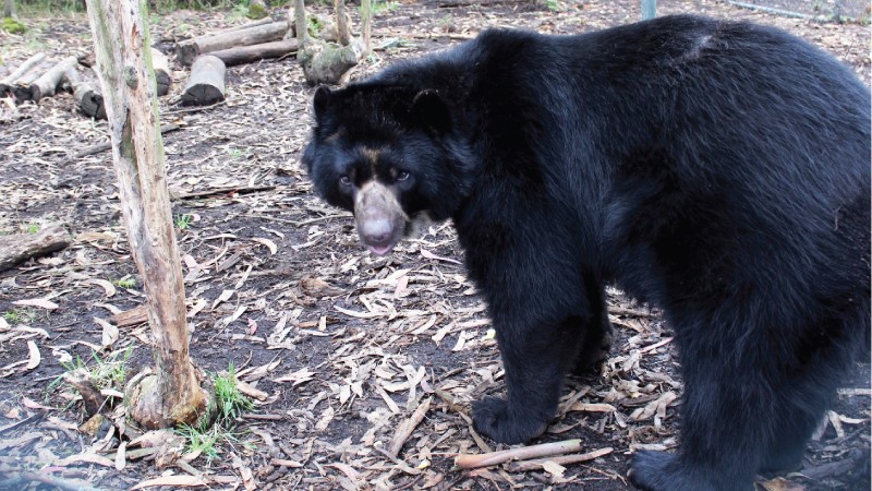 Pinocchio the Andean Bear On Way to Salisbury! - SBJ