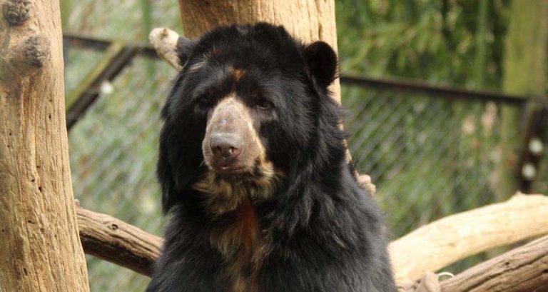 Andean Bear Pinocchio to Temporarily Move to Nashville Zoo - SBJ