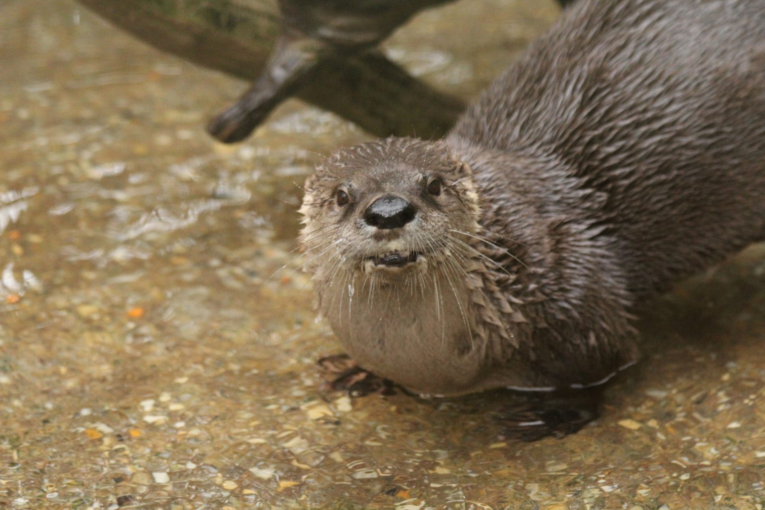 Salisbury Zoo’s Otter, Peanut, Dies at 17 - SBJ