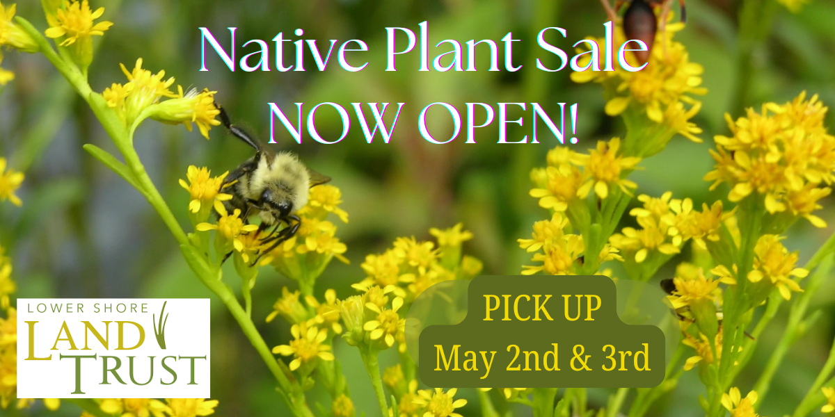 NPS 2025 promo - Delmarva Business Directory Salisbury Business Journal