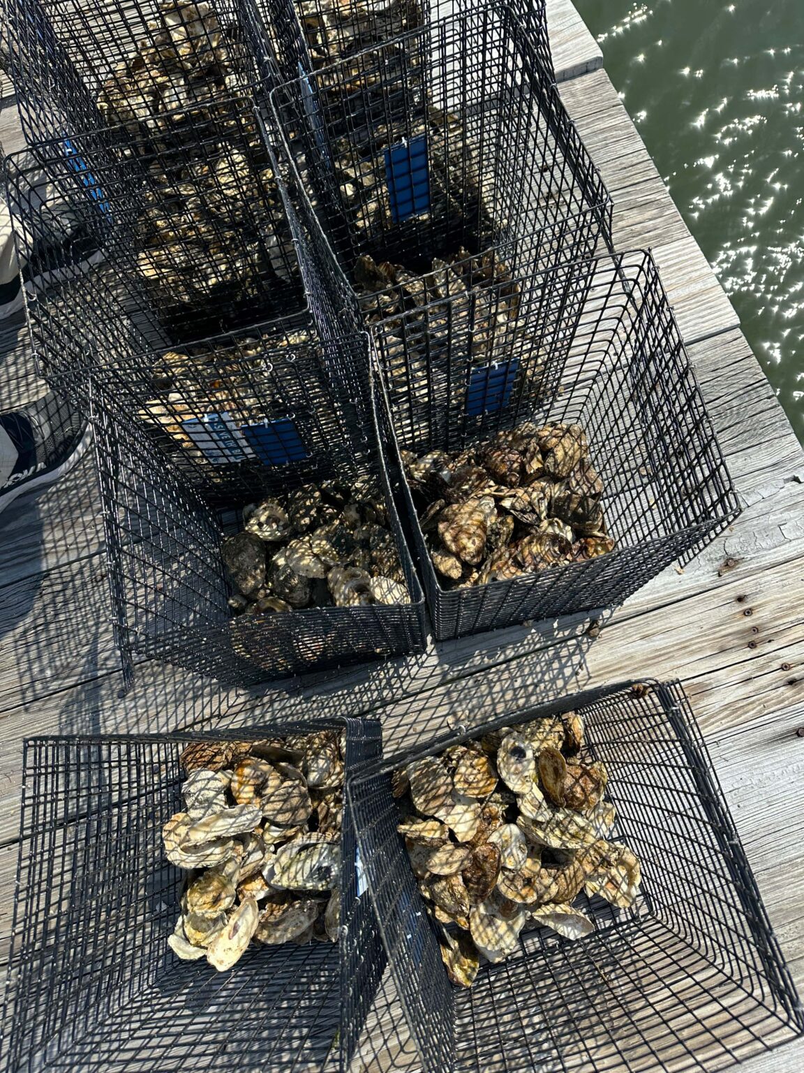 Hyatt Regency Chesapeake Bay Partners with Chesapeake Bay Foundation to ...