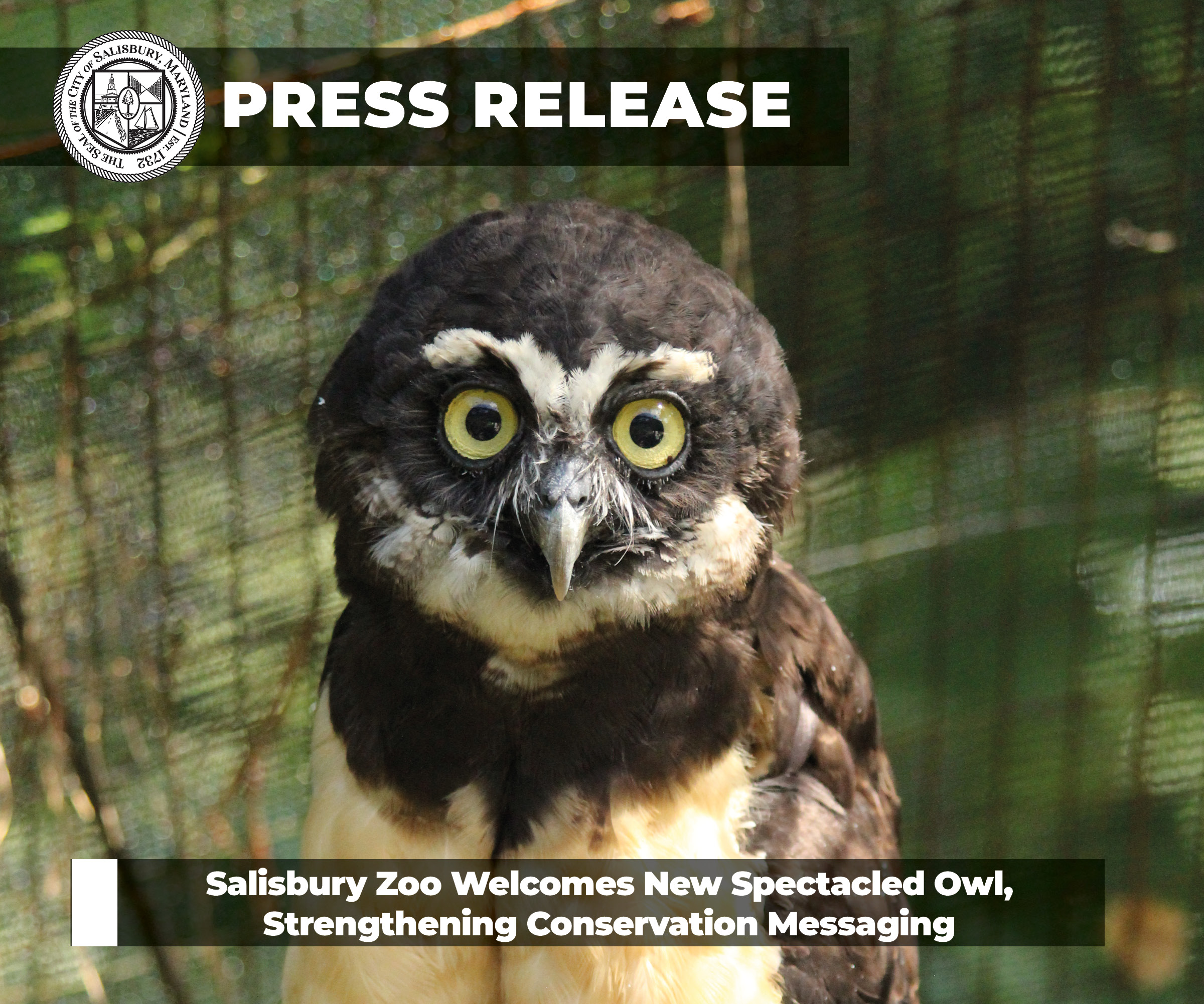 Salisbury Zoo Welcomes New Spectacled Owl, Strengthening Conservation ...